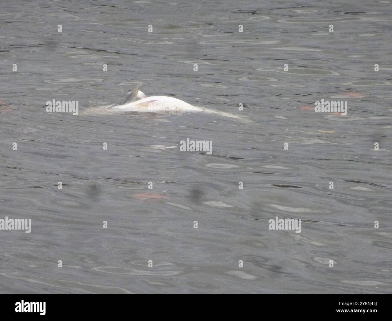 Ray-finned Fishes (Actinopterygii) Actinopterygii Stock Photo - Alamy