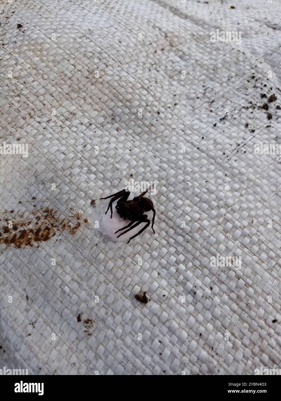 Tropical Wandering Spiders (Ctenus) Arachnida Stock Photo - Alamy