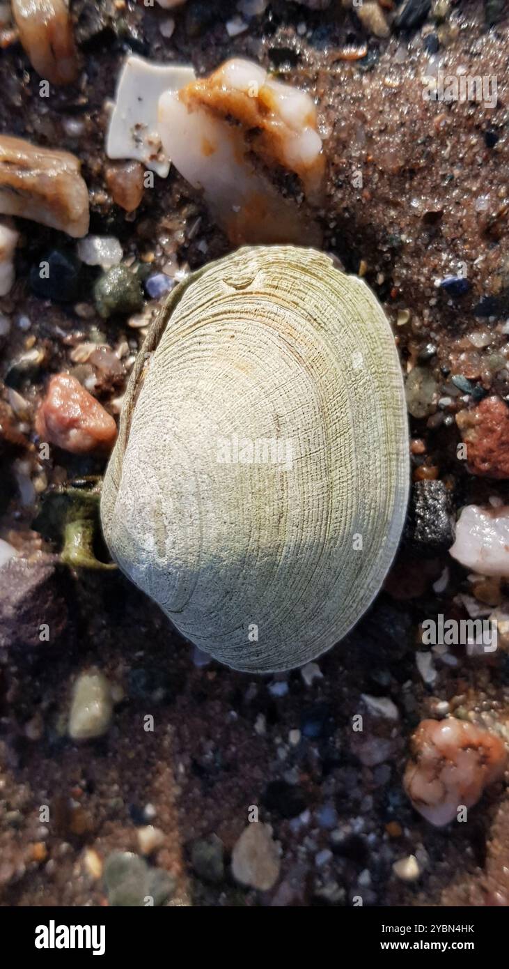 Ruditapes decussatus hi-res stock photography and images - Alamy