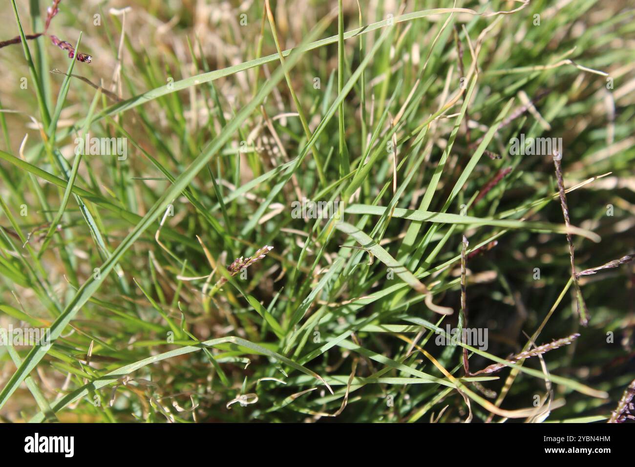 grasses (Poaceae) Plantae Stock Photo - Alamy