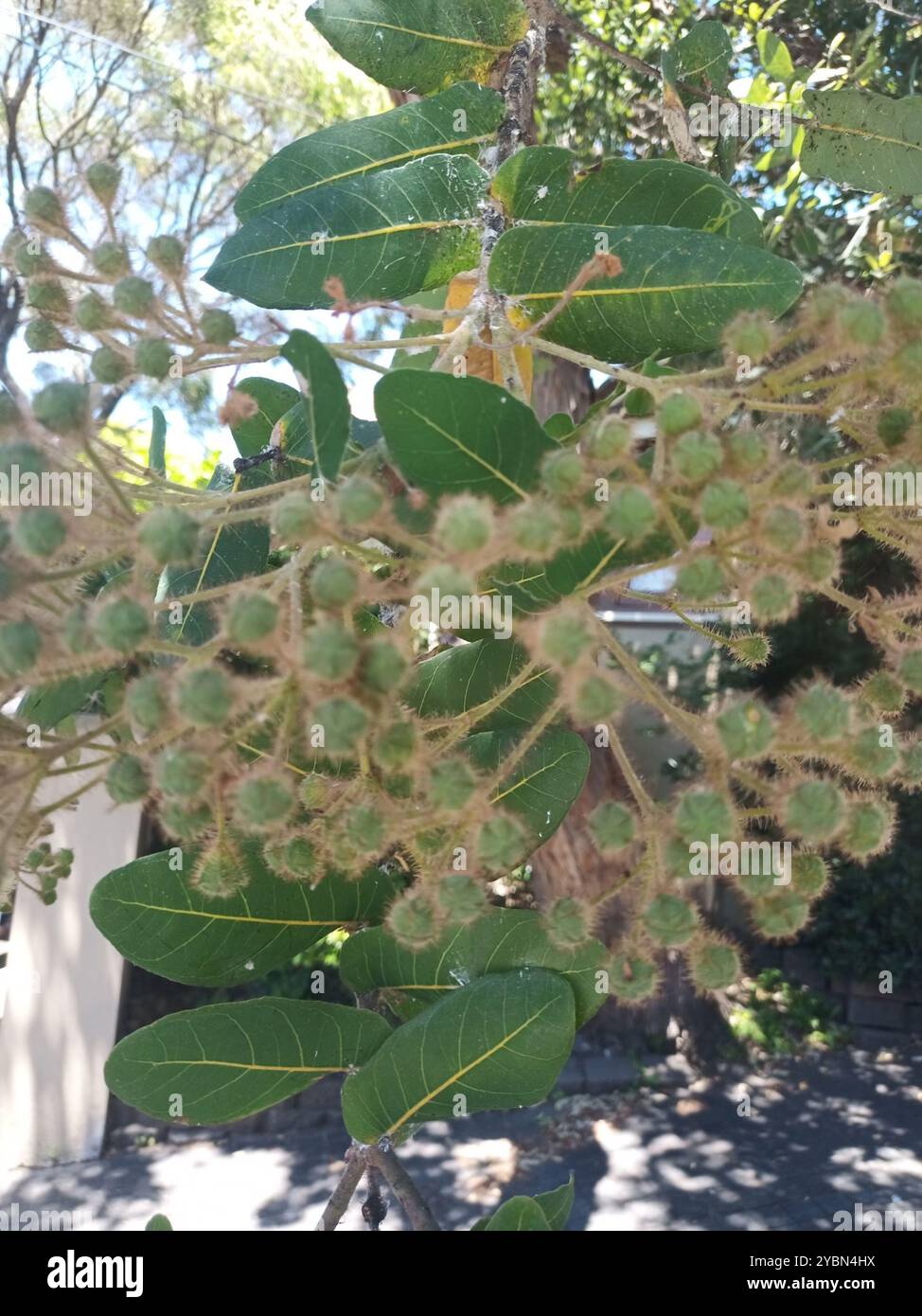 Dwarf apple (Angophora hispida) Plantae Stock Photo - Alamy