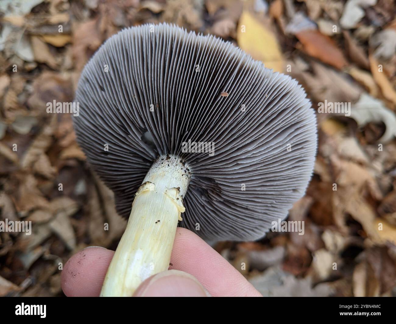 (Stropharia rugosoannulata lutea) Fungi Stock Photo - Alamy