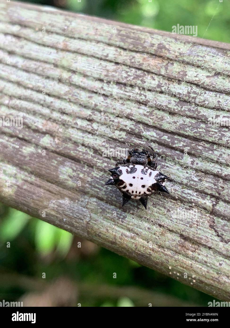 Black-and-white Spiny Spider (Gasteracantha kuhli) Arachnida Stock ...