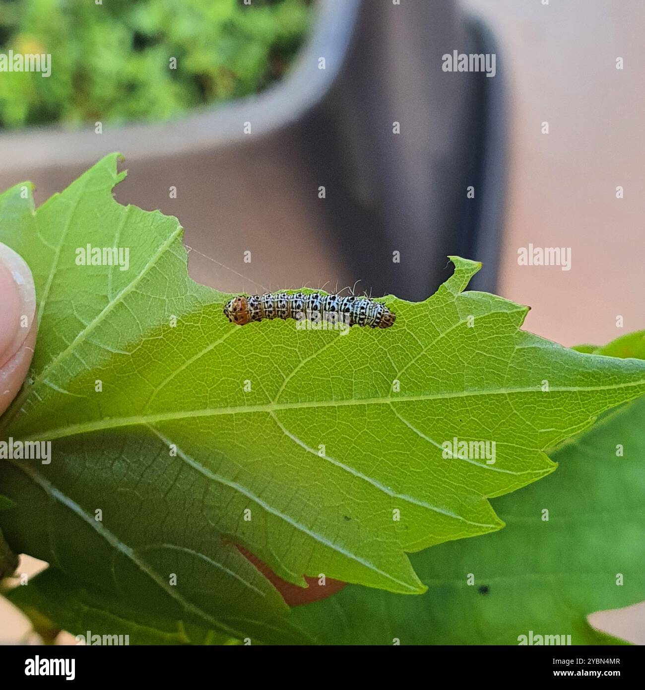 Australian Grapevine Moth (Phalaenoides glycinae) Insecta Stock Photo ...