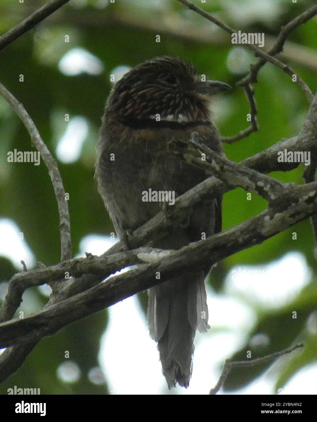 Crescent-chested Puffbird (Malacoptila striata) Aves Stock Photo - Alamy