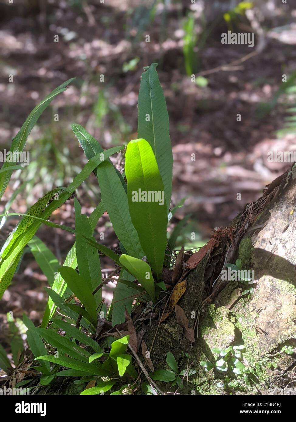 Long strapfern (Campyloneurum phyllitidis) Plantae Stock Photo - Alamy