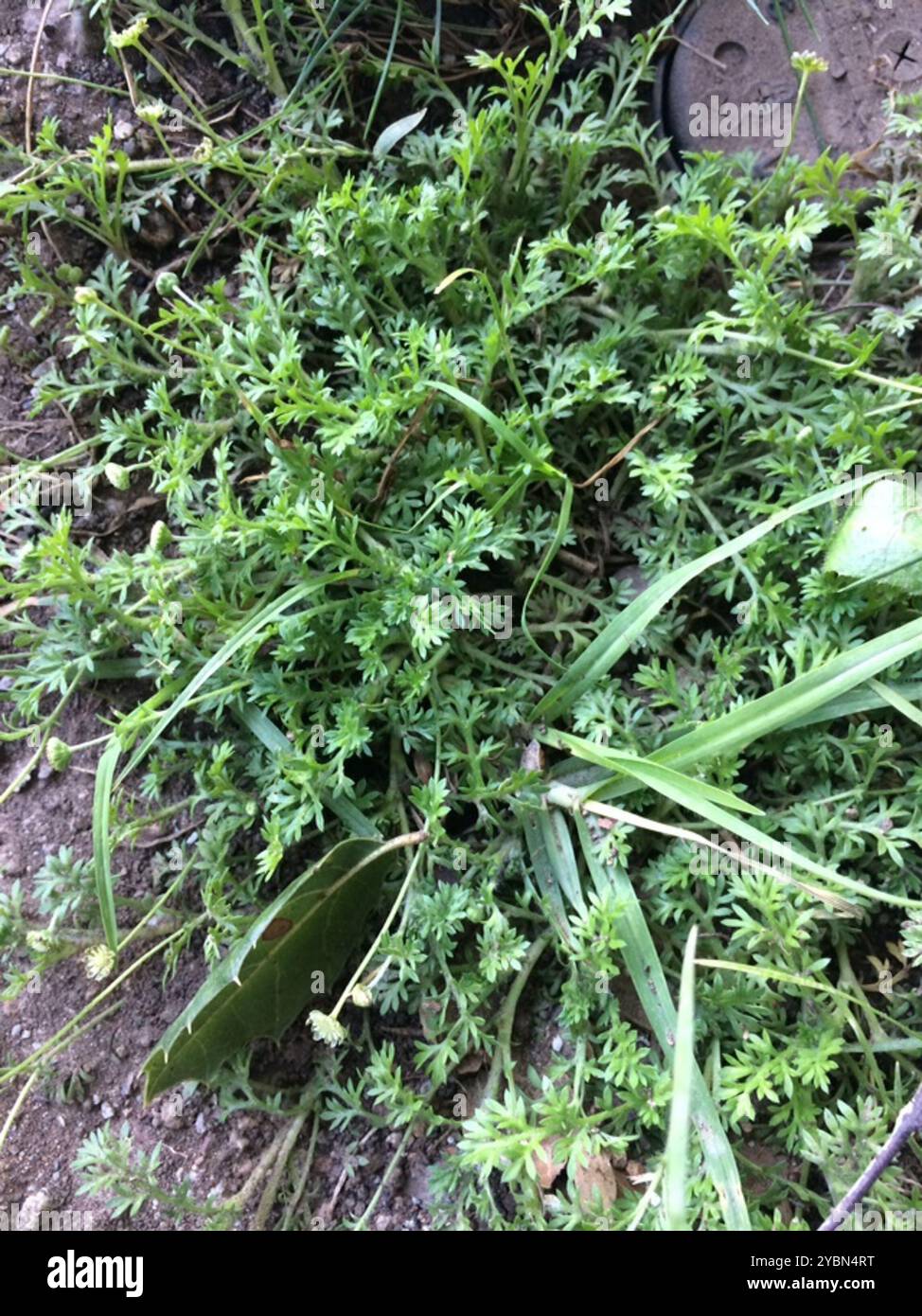 Common Cotula (Cotula australis) Plantae Stock Photo - Alamy