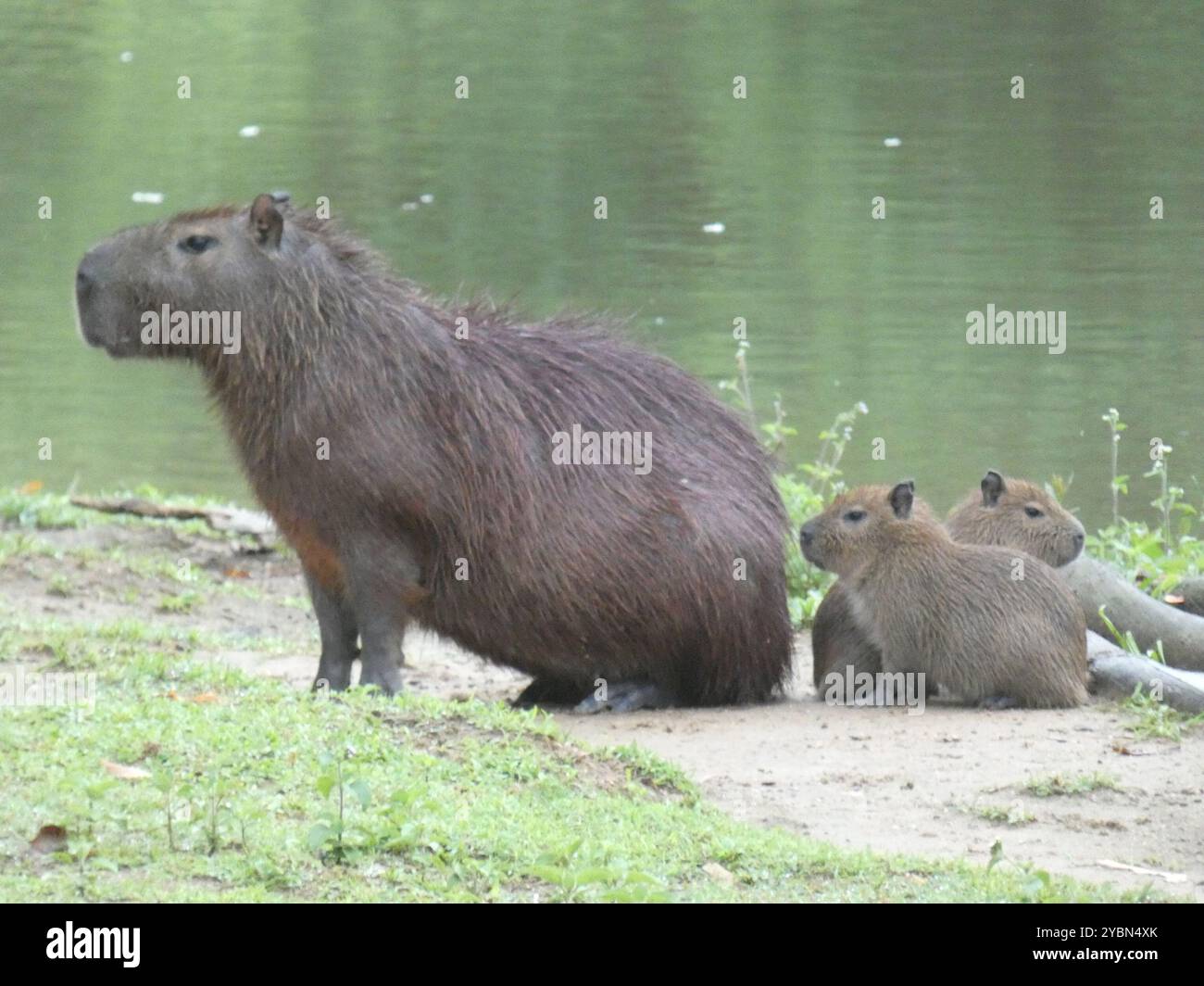 Capybara (Hydrochoerus hydrochaeris) Mammalia Stock Photo - Alamy