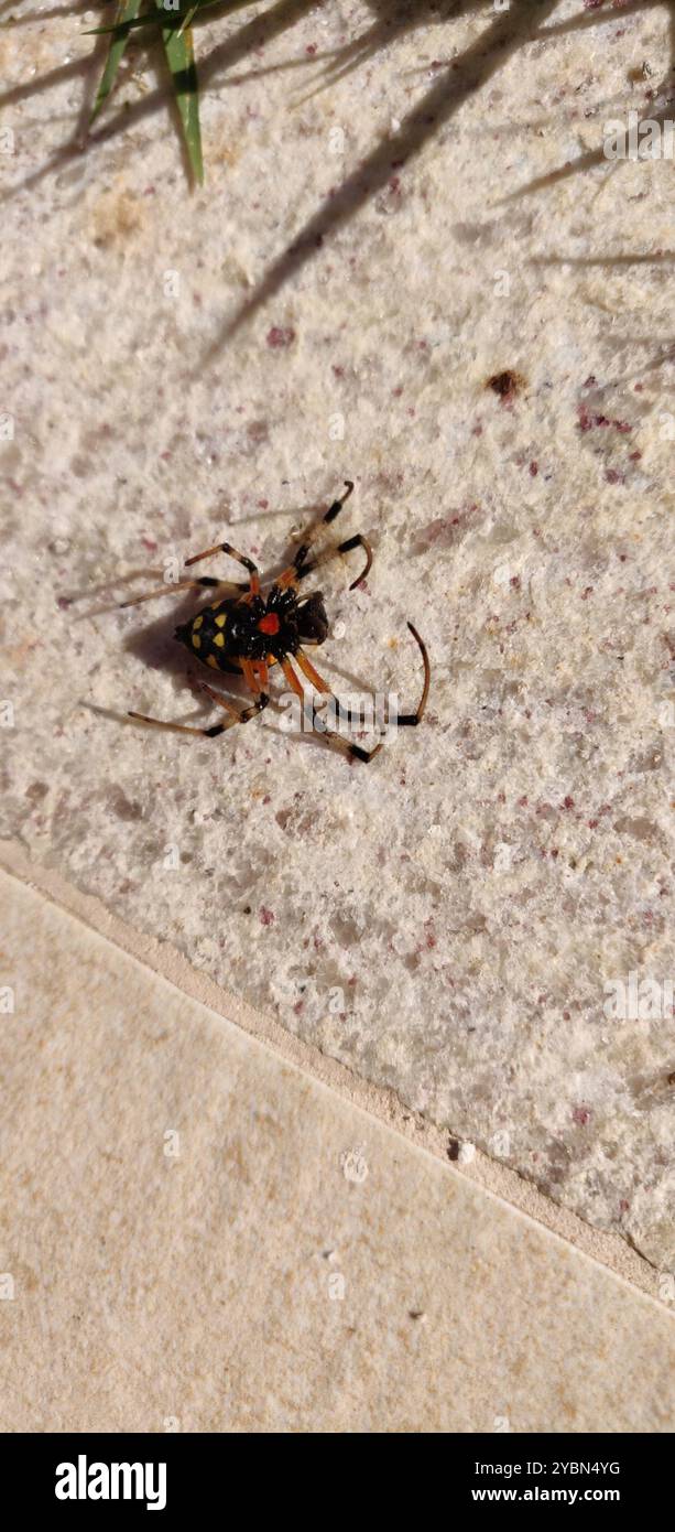 Nephilingis cruentata hi-res stock photography and images - Alamy