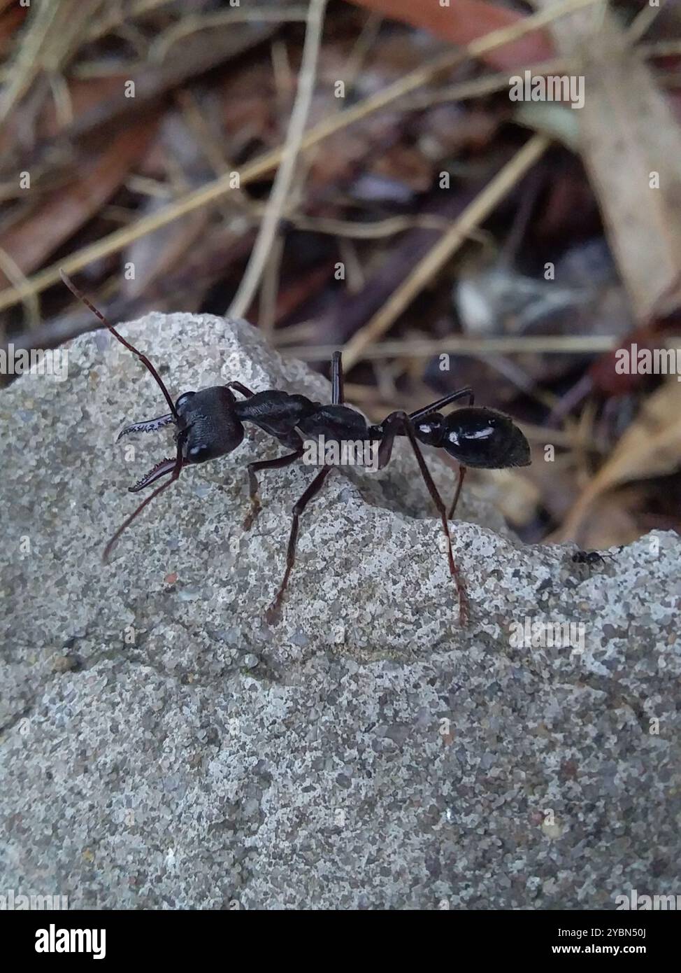 Myrmecia pyriformis hi-res stock photography and images - Alamy
