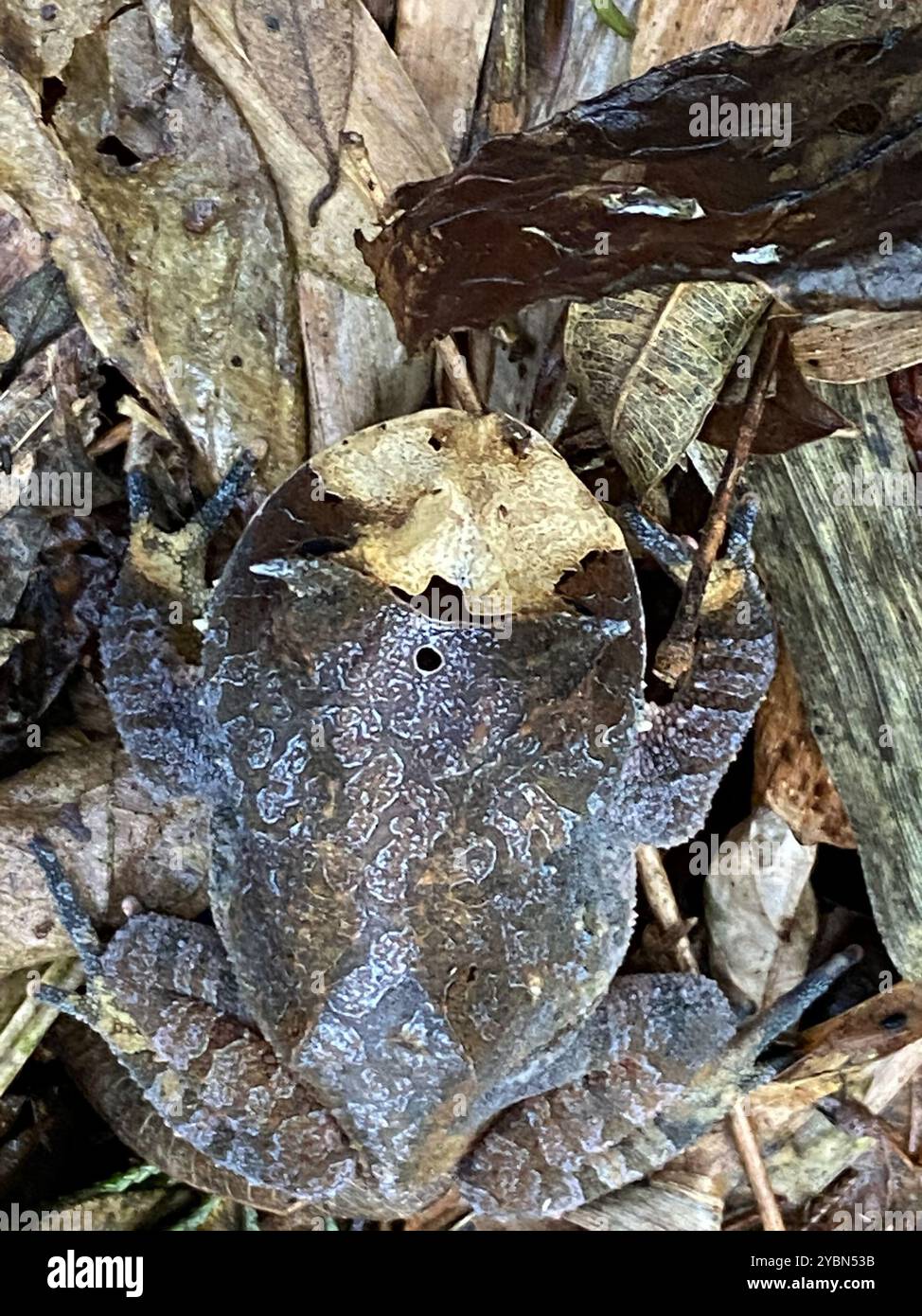 Bahia Smooth-horned Frog (Proceratophrys boiei) Amphibia Stock Photo ...