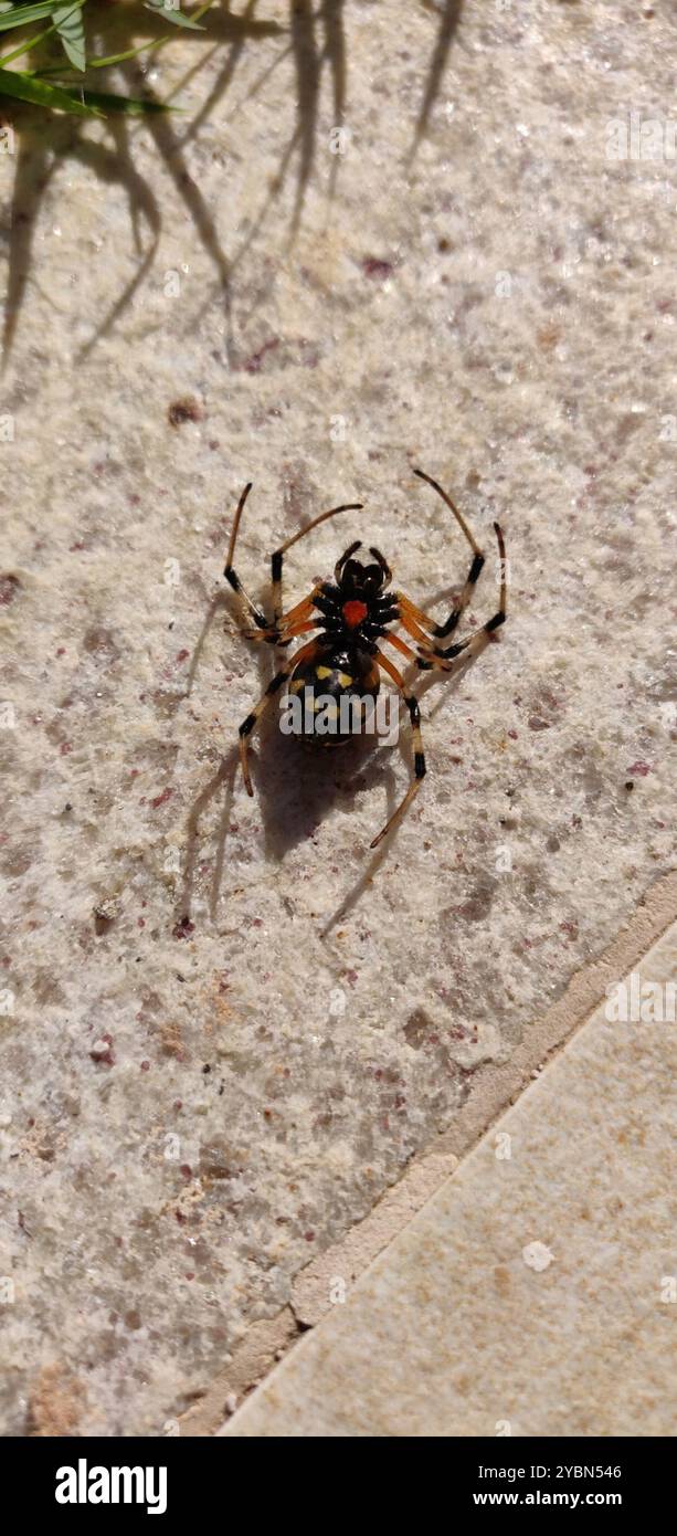 Nephilingis cruentata hi-res stock photography and images - Alamy
