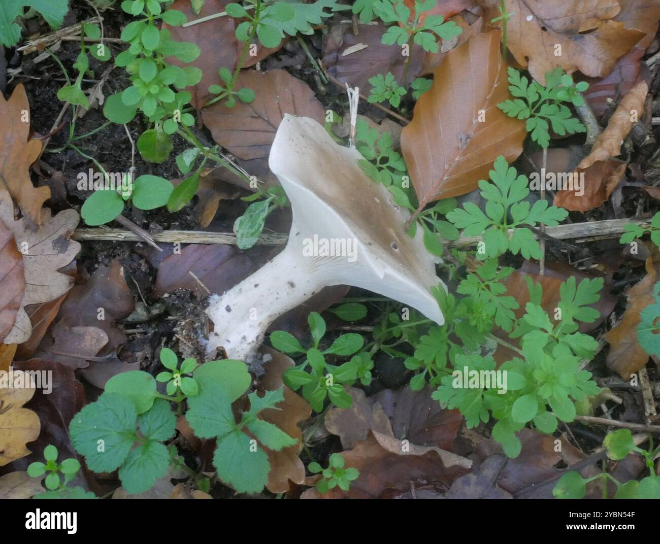 Cloudy Clitocybe (Clitocybe nebularis) Fungi Stock Photo - Alamy