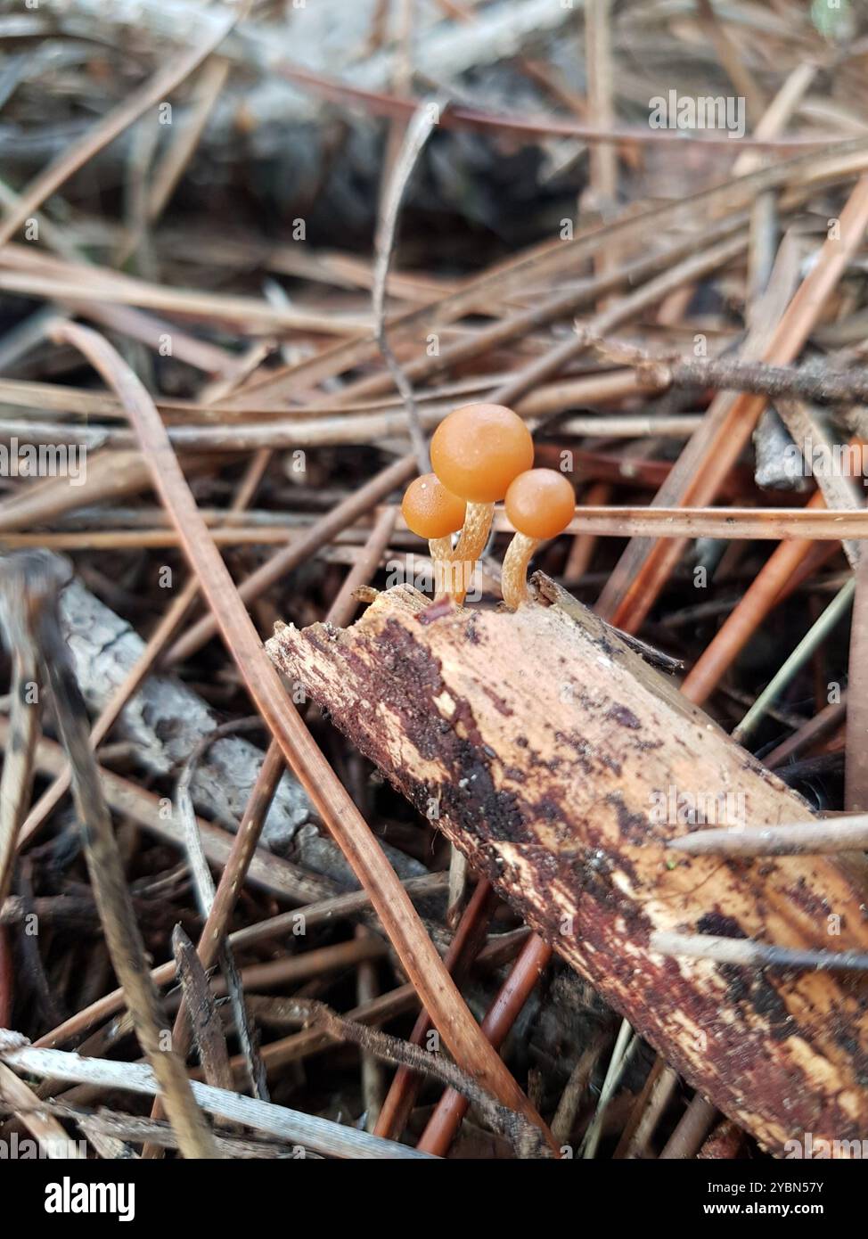 Moss Bells (Galerina) Fungi Stock Photo - Alamy