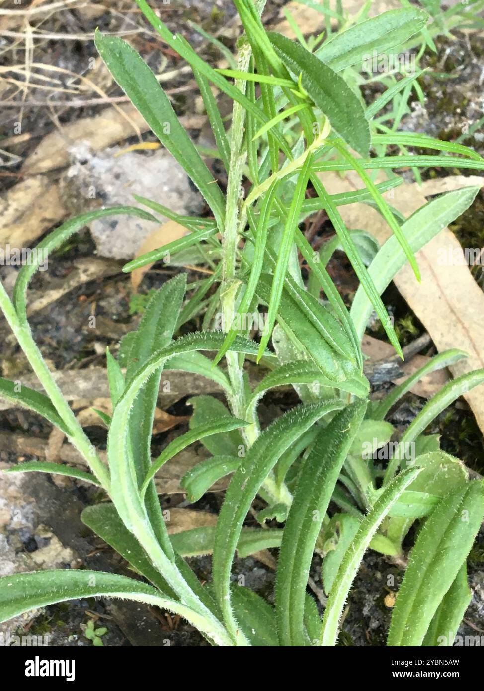 button everlasting (Coronidium scorpioides) Plantae Stock Photo - Alamy