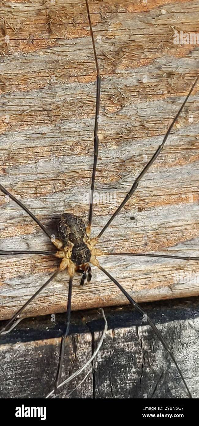 Saddleback Harvestman (Mitopus morio) Arachnida Stock Photo - Alamy