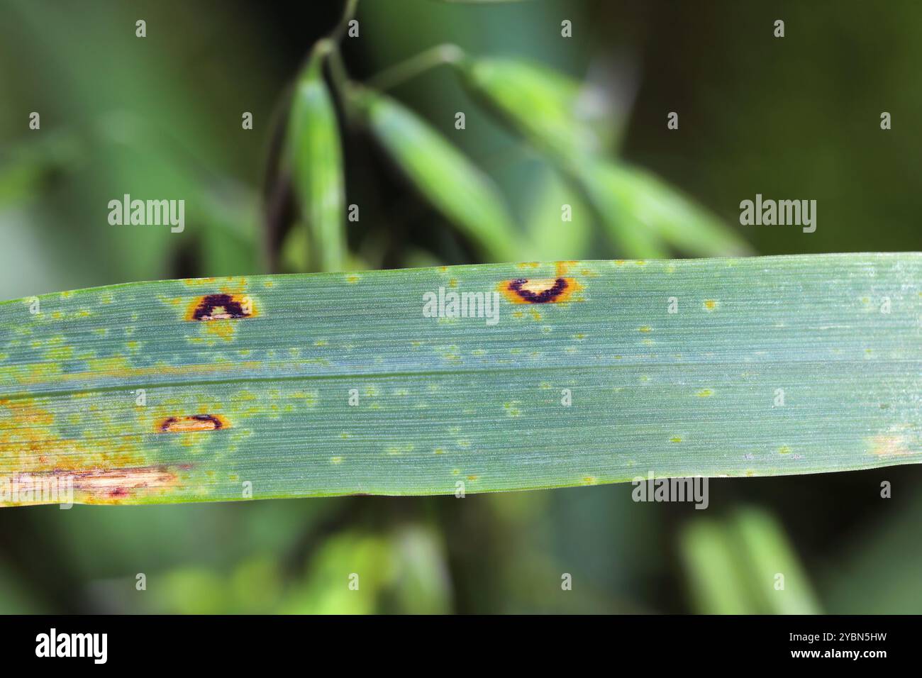 Fungal diseases on winter cereals in autumn. Leaf spots. Yield loss ...