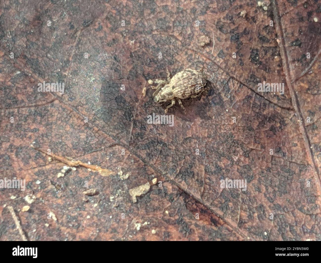 Strawberry Root Weevil (Sciaphilus asperatus) Insecta Stock Photo - Alamy