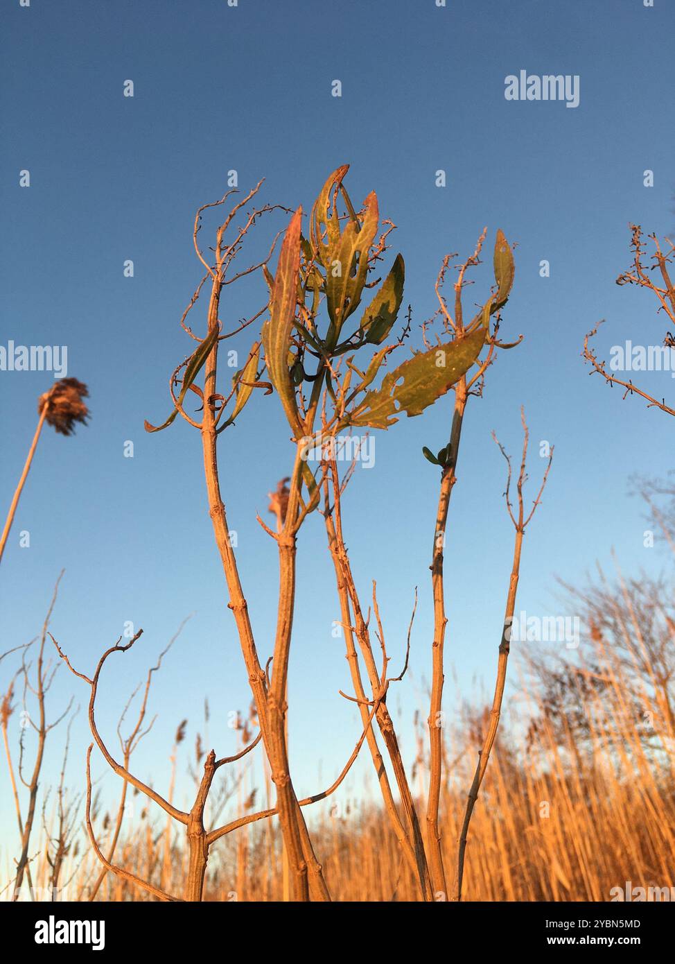 marsh elder (Iva frutescens) Plantae Stock Photo - Alamy