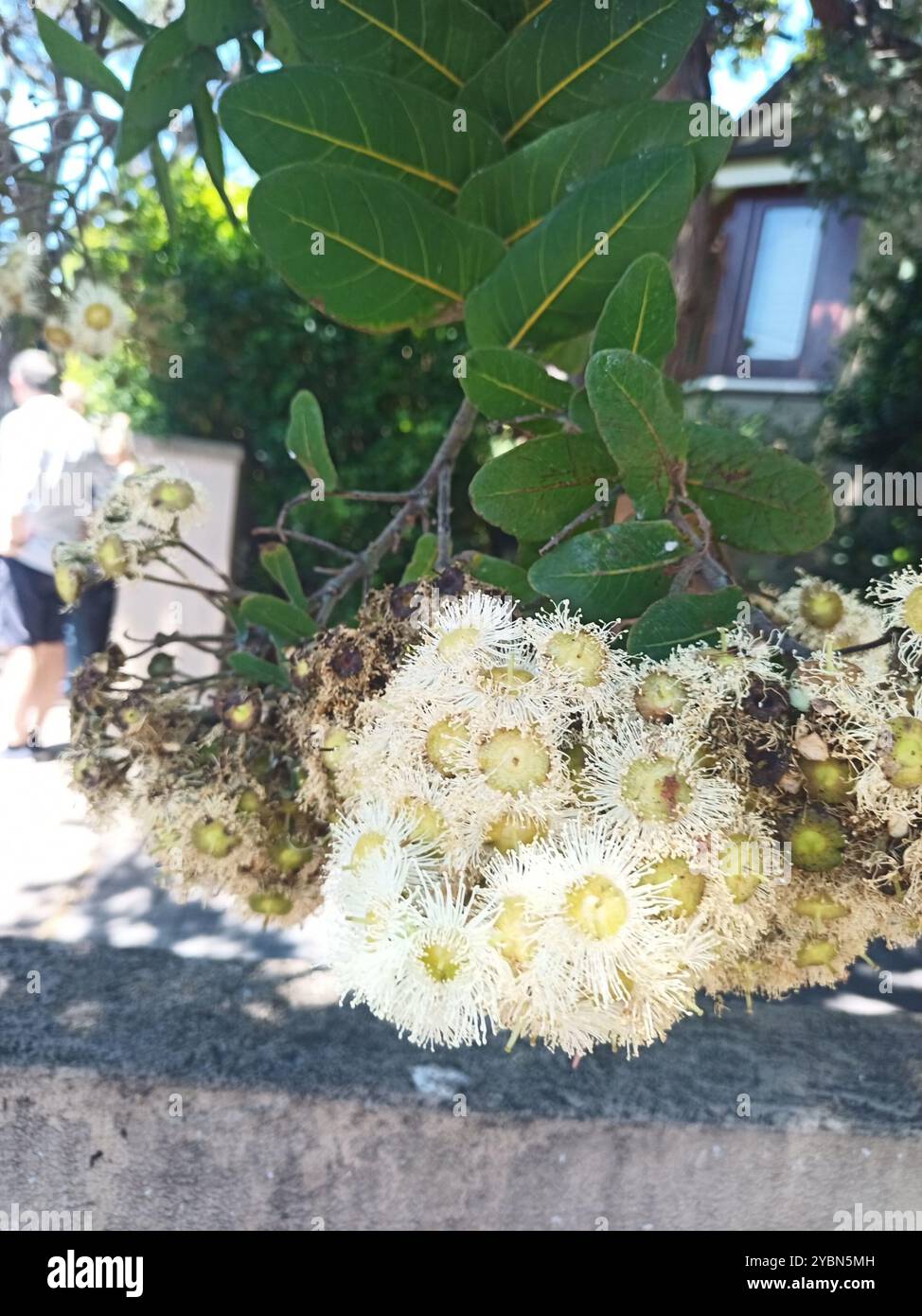Angophora hispida hi-res stock photography and images - Alamy
