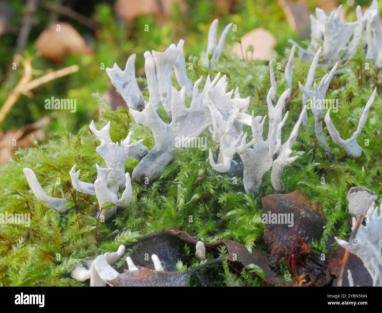 Candlesnuff Fungus (Xylaria hypoxylon) Fungi Stock Photo - Alamy