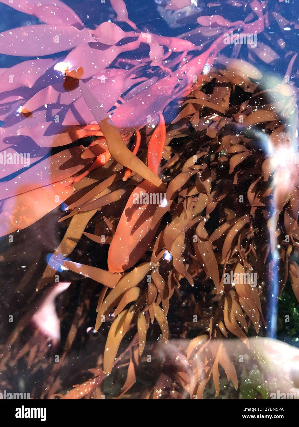 Bleach Weed (Prionitis sternbergii) Plantae Stock Photo - Alamy