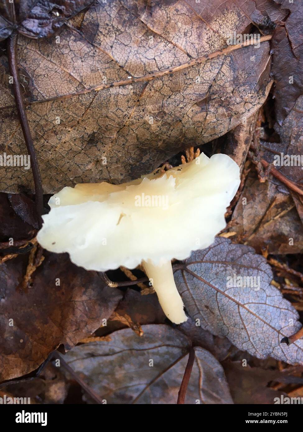 Snowy Waxcap (Cuphophyllus virgineus) Fungi Stock Photo - Alamy