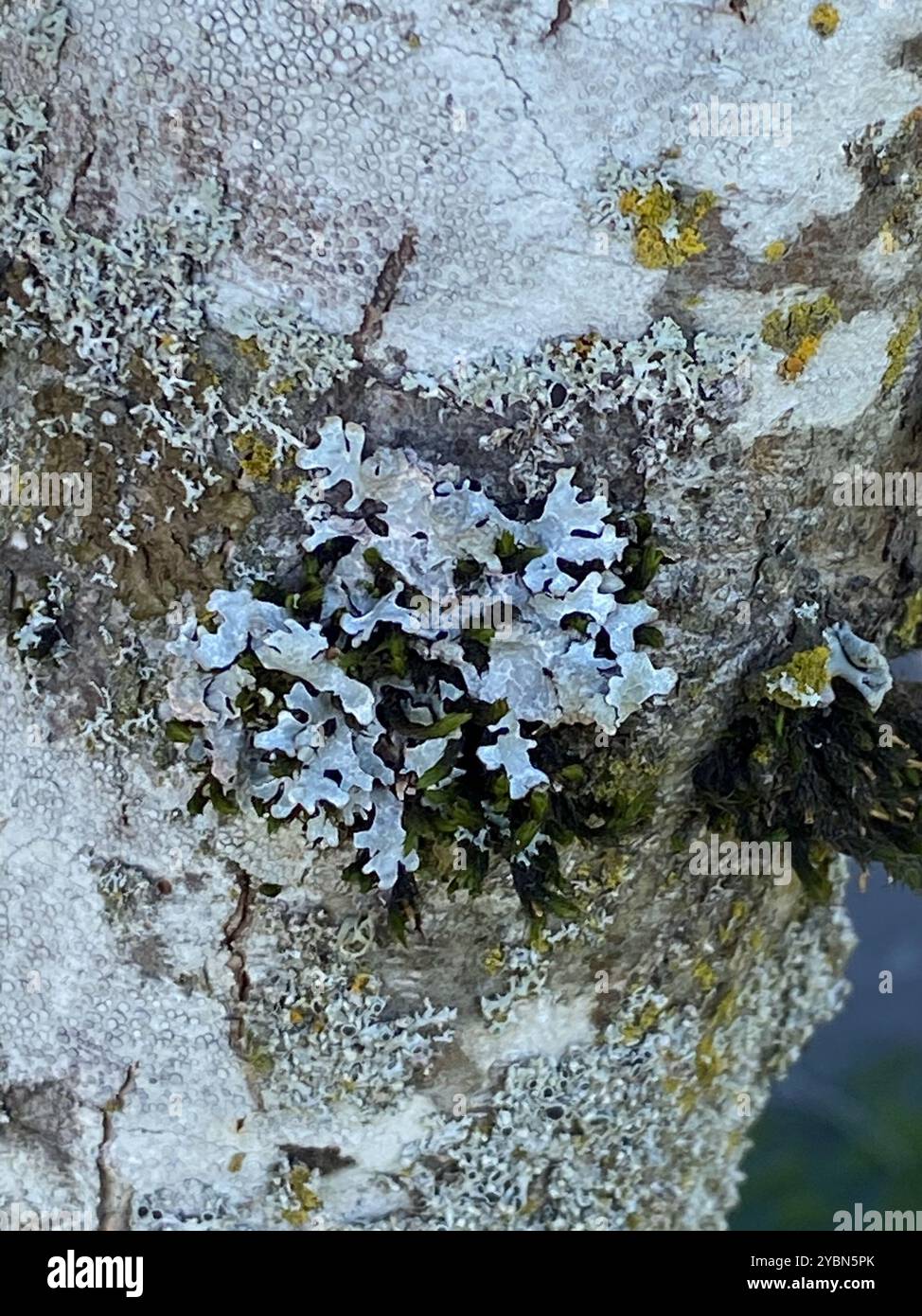 shield lichen (Parmelia sulcata) Fungi Stock Photo - Alamy