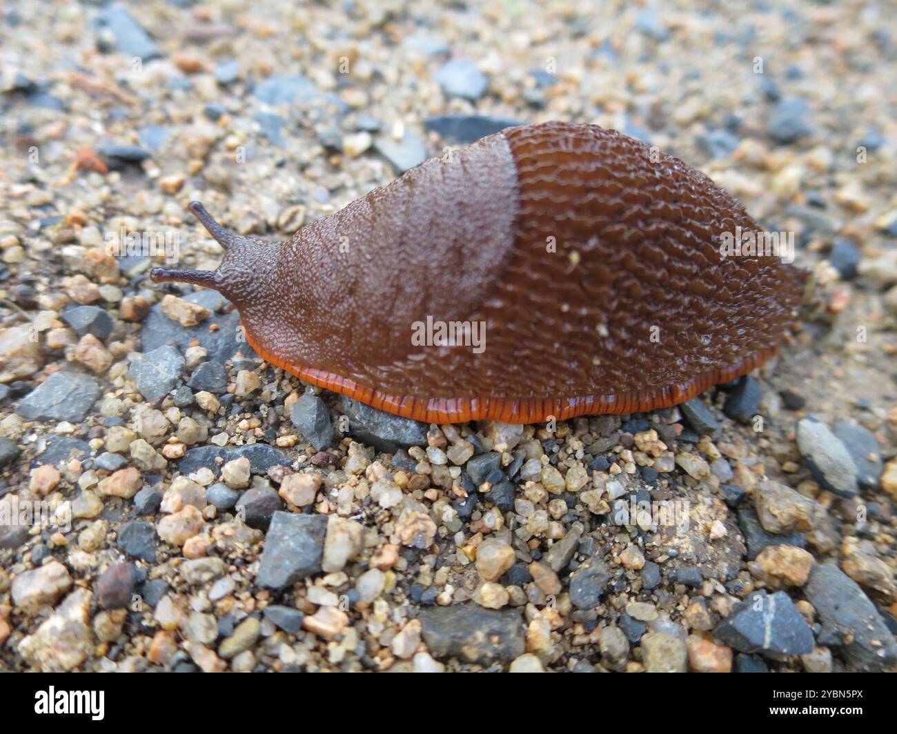 Arion Slugs (Arion) Mollusca Stock Photo - Alamy