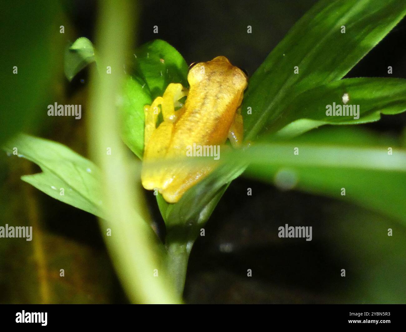 Yellow Tree Frogs (Dendropsophus) Amphibia Stock Photo - Alamy