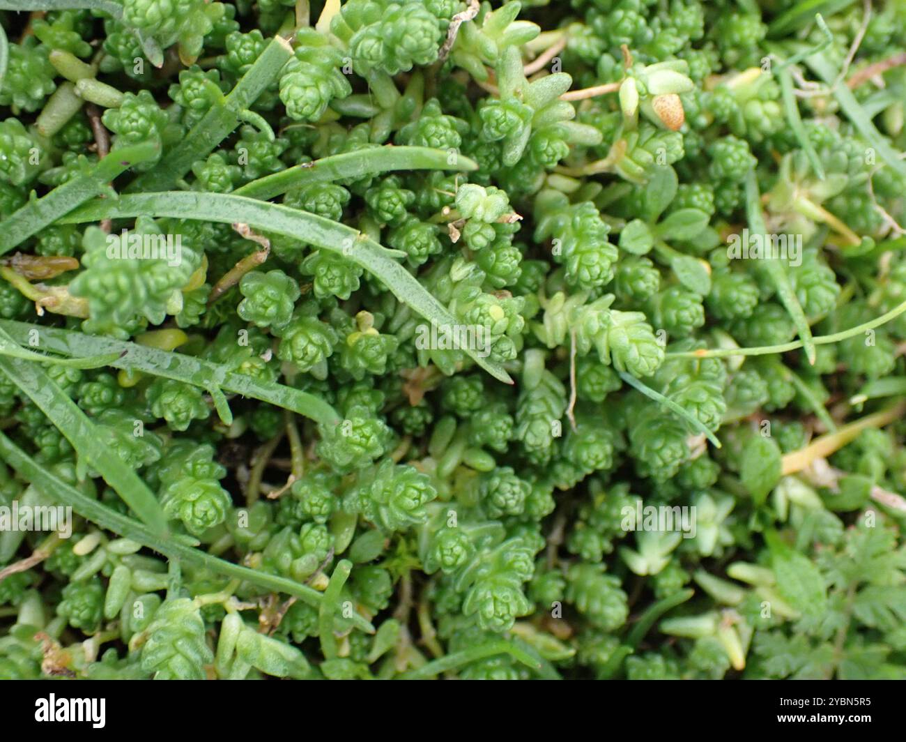 Biting Stonecrop (Sedum acre) Plantae Stock Photo - Alamy