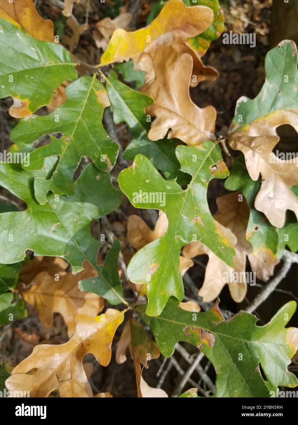 post oak (Quercus stellata) Plantae Stock Photo - Alamy