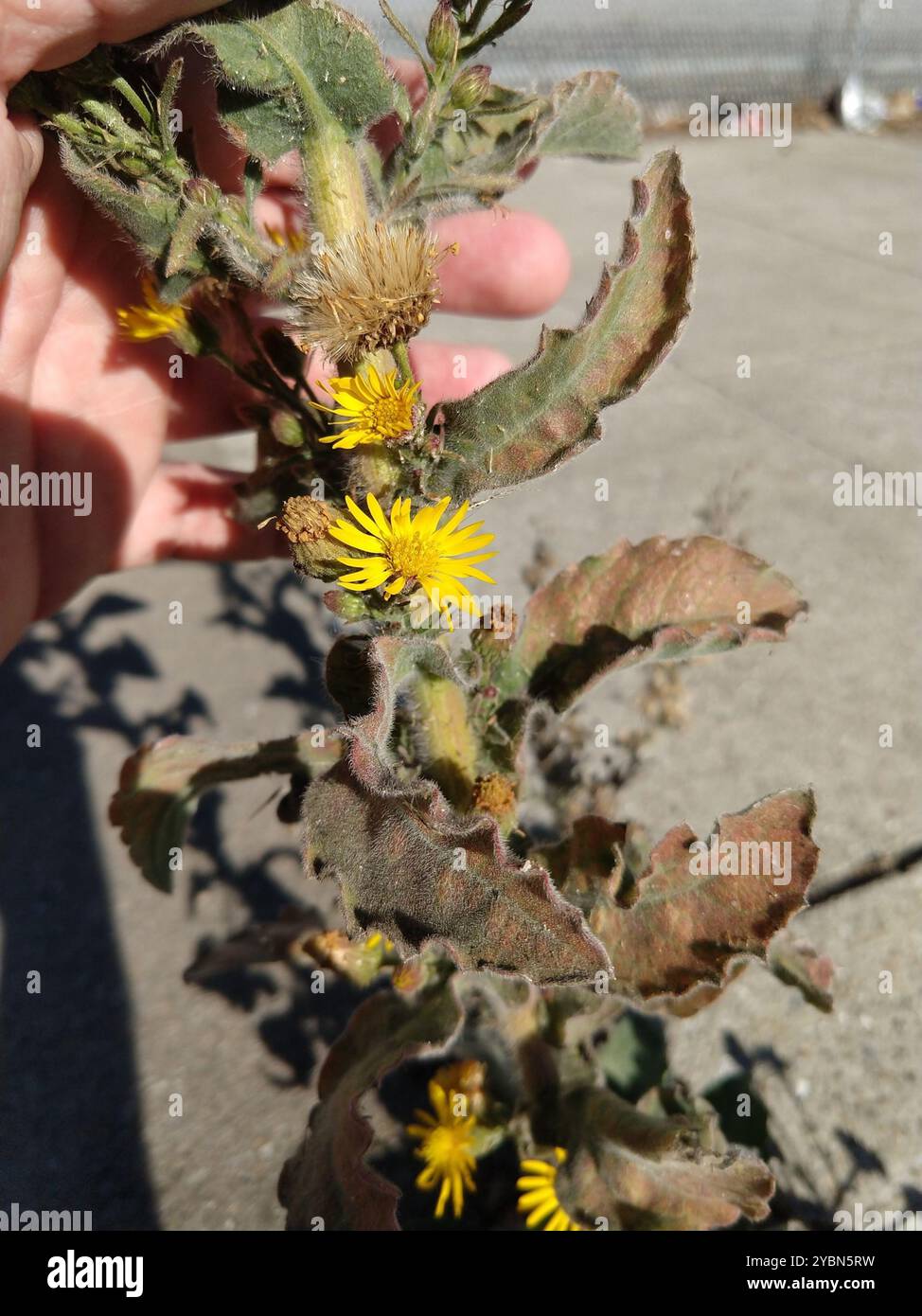 Telegraphweed (Heterotheca grandiflora) Plantae Stock Photo - Alamy