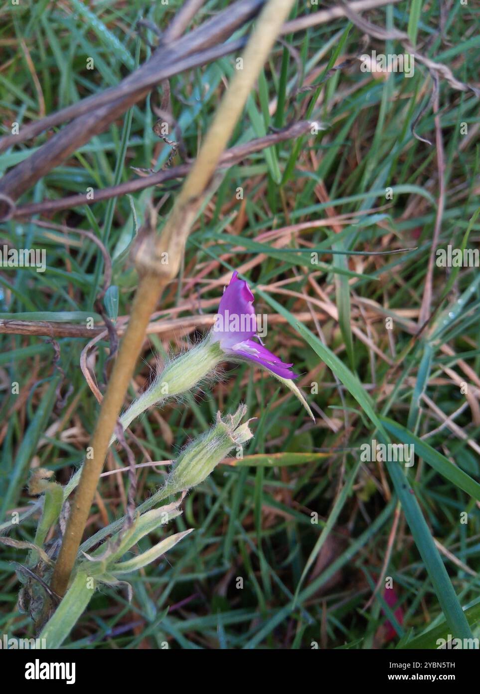 corn cockle (Agrostemma githago) Plantae Stock Photo - Alamy