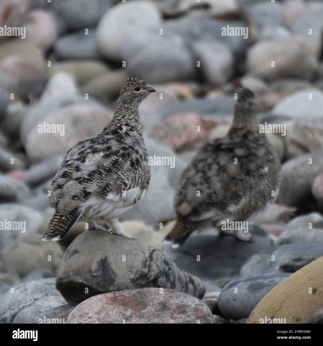 Rock Ptarmigan (Lagopus muta) Aves Stock Photo - Alamy
