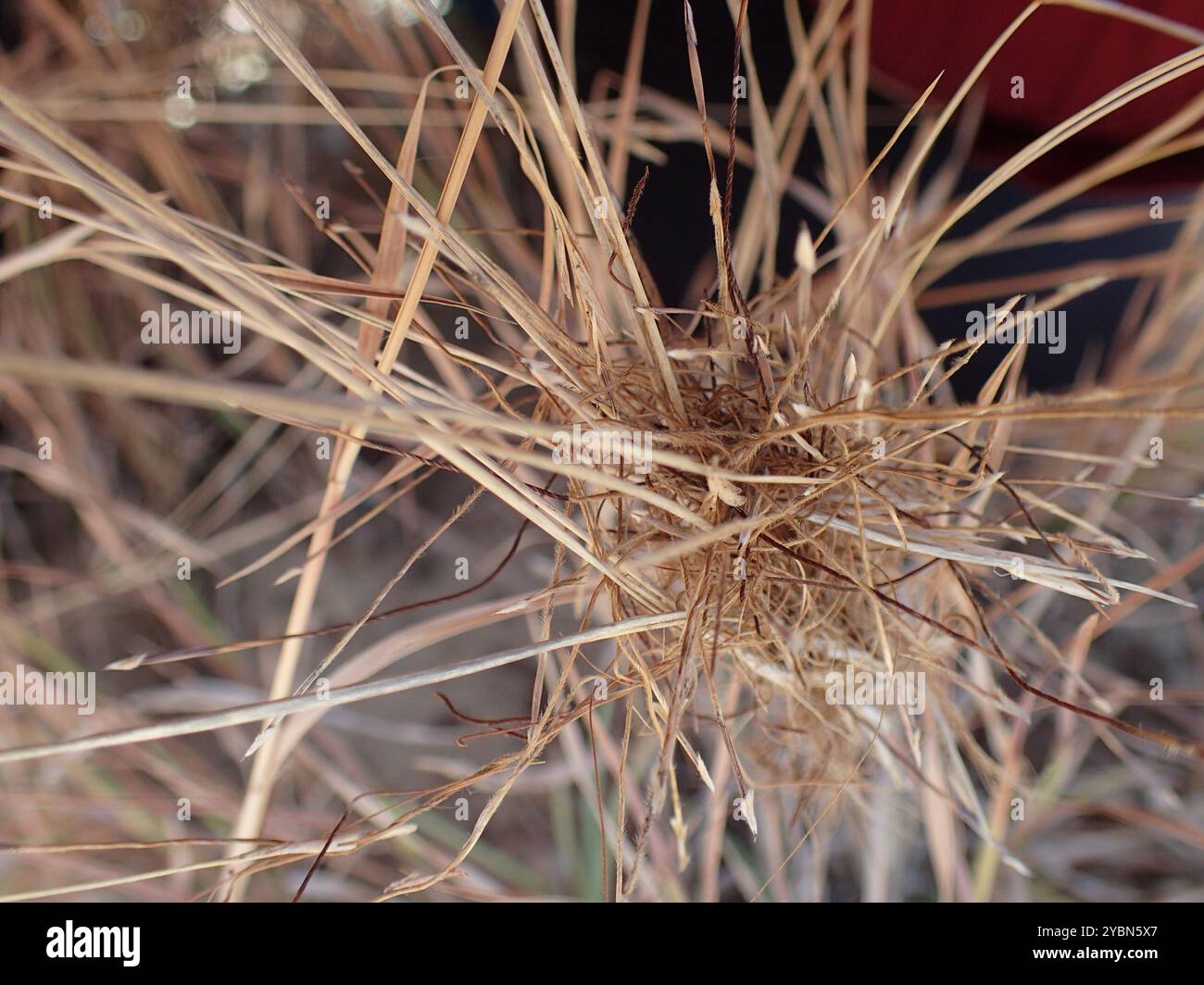tanglehead (Heteropogon contortus) Plantae Stock Photo - Alamy