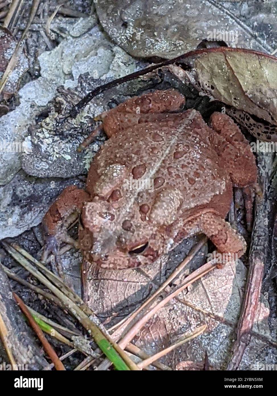 American Toad (Anaxyrus americanus) Amphibia Stock Photo - Alamy