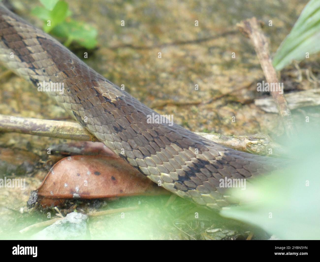 Neuwied's False Fer-de-lance (Xenodon neuwiedii) Reptilia Stock Photo ...