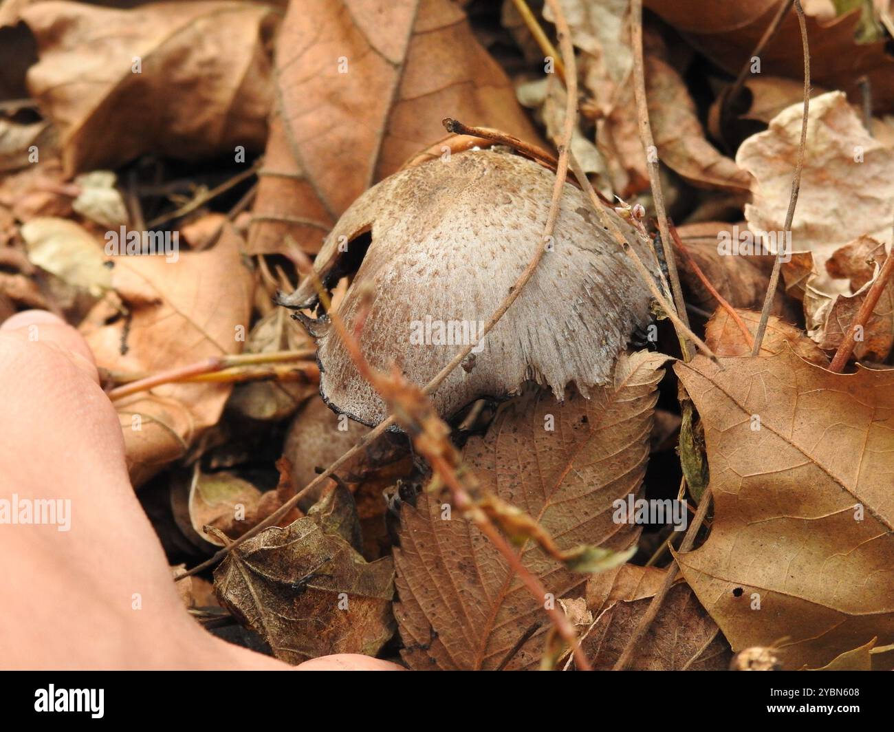 Common Ink Cap (Coprinopsis atramentaria) Fungi Stock Photo - Alamy