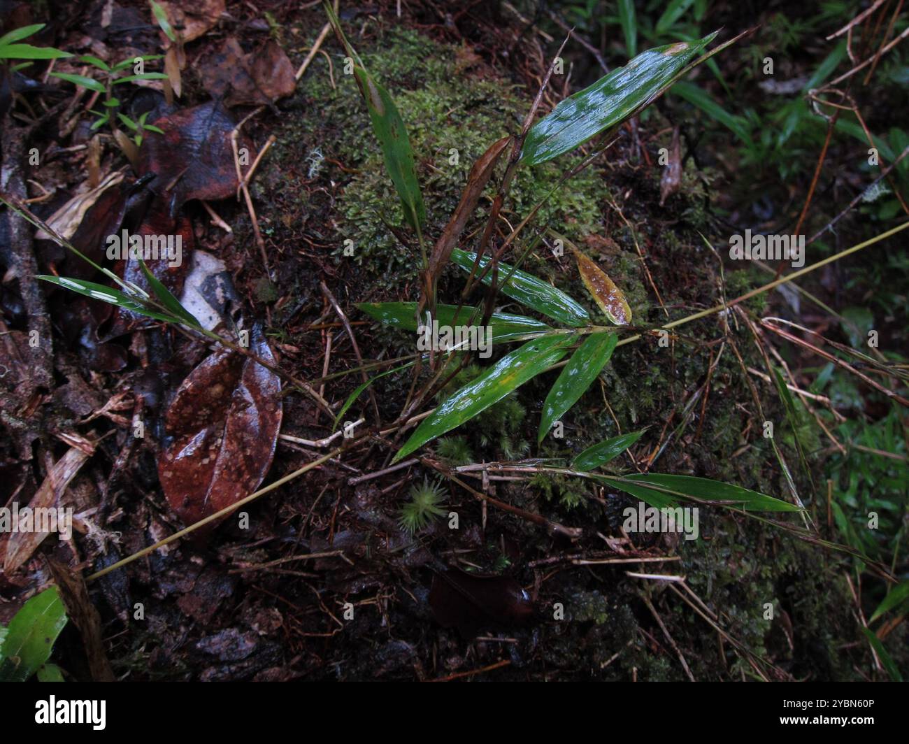 Nastus hi-res stock photography and images - Alamy