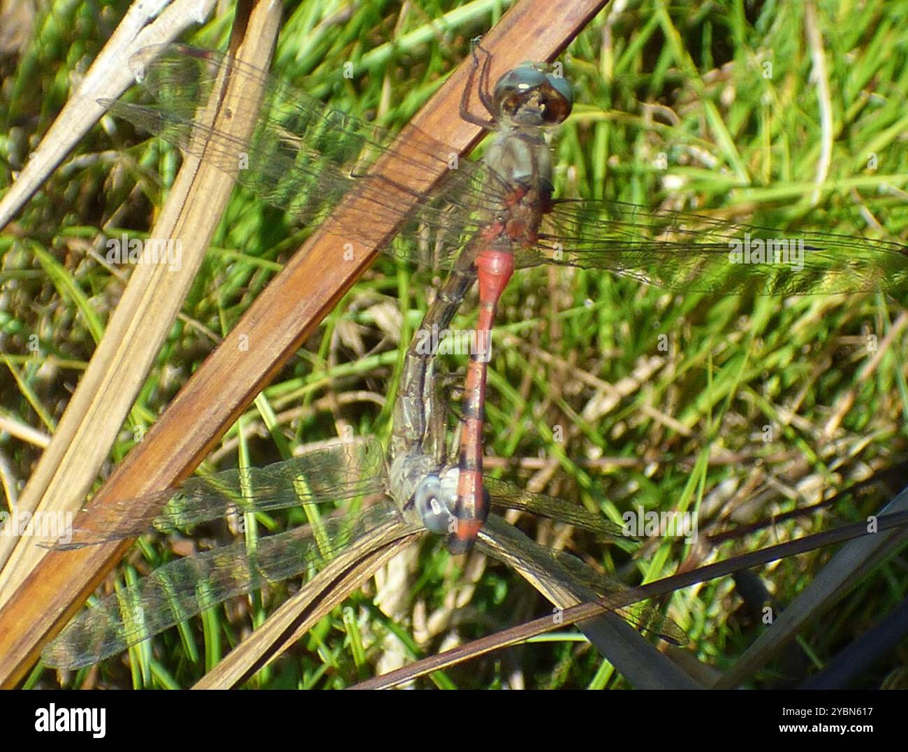 Blue-faced Meadowhawk (Sympetrum ambiguum) Insecta Stock Photo - Alamy