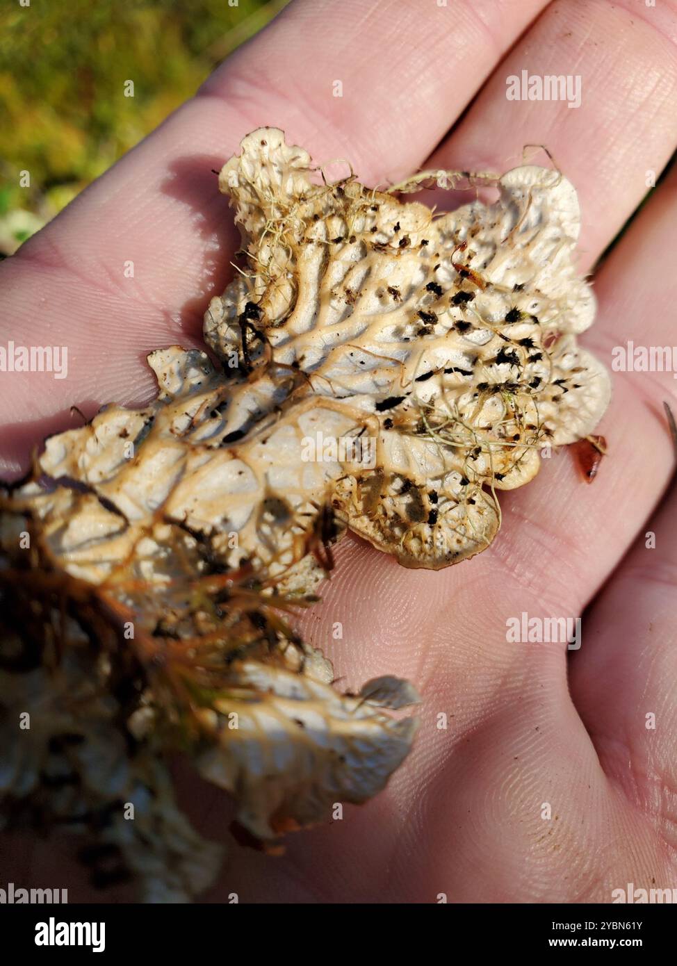 membranous pelt lichen (Peltigera membranacea) Fungi Stock Photo - Alamy