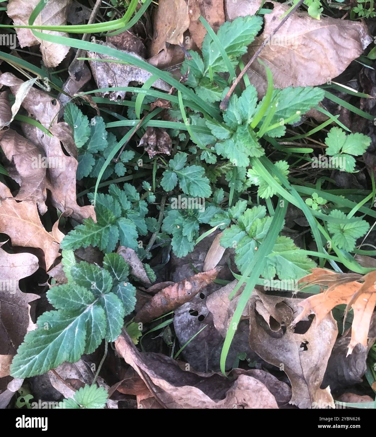 white avens (Geum canadense) Plantae Stock Photo - Alamy