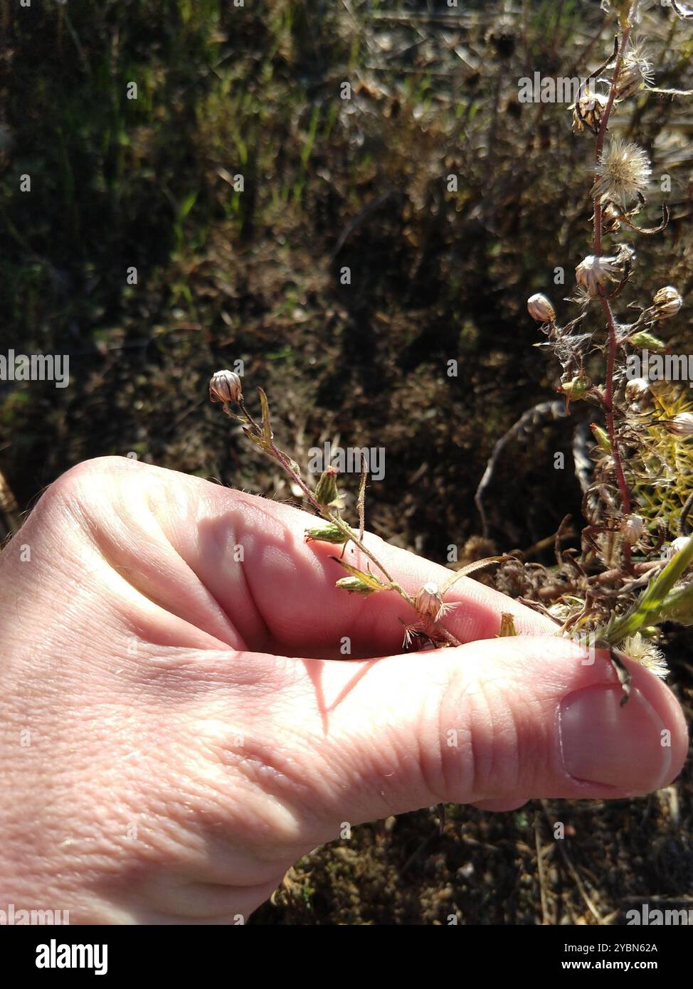 Stinkwort (Dittrichia graveolens) Plantae Stock Photo - Alamy