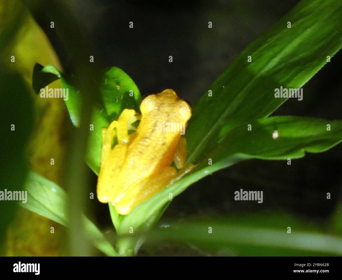 Yellow Tree Frogs (Dendropsophus) Amphibia Stock Photo - Alamy