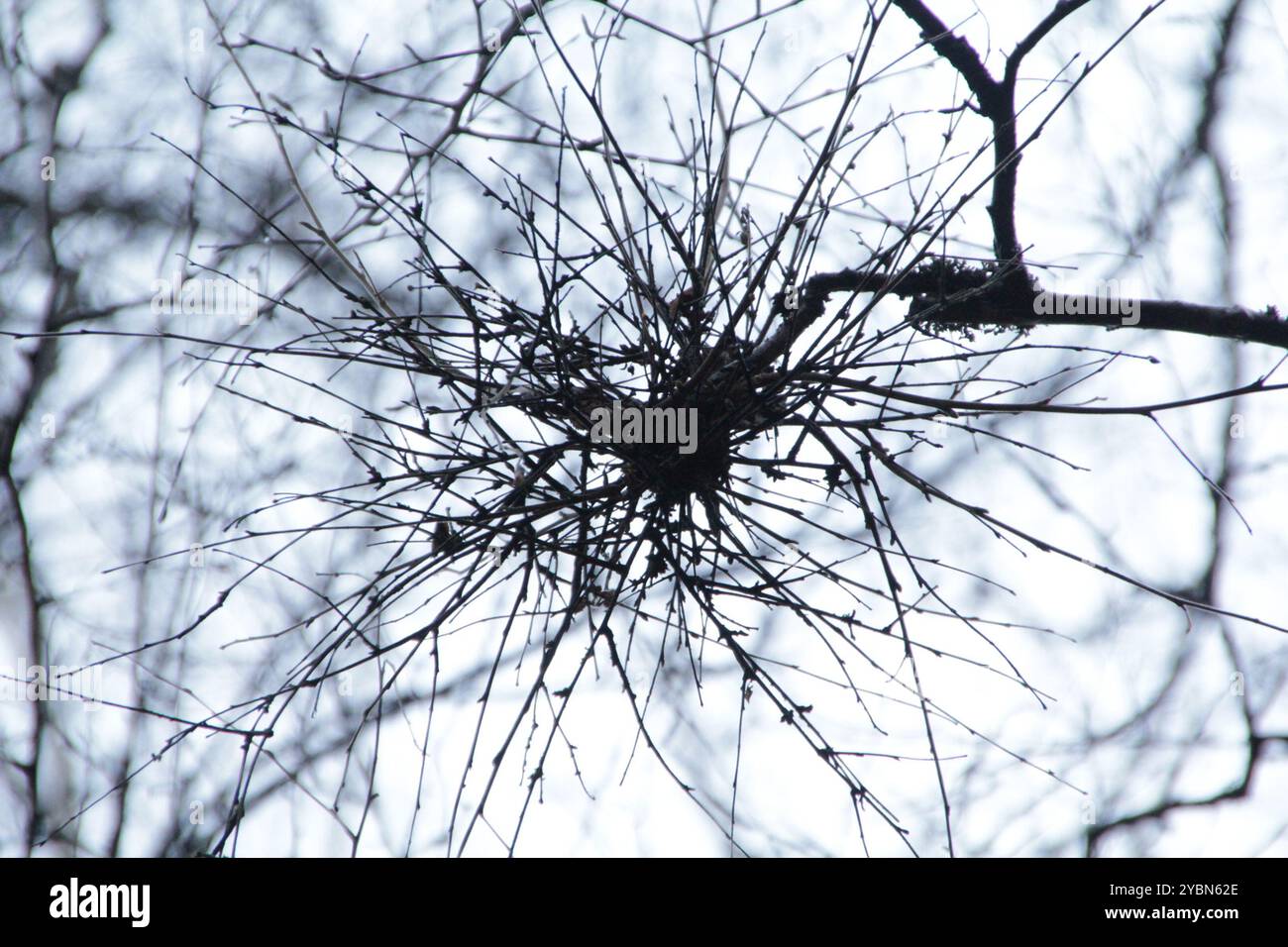 Birch Witch's-broom (Taphrina betulina) Fungi Stock Photo - Alamy