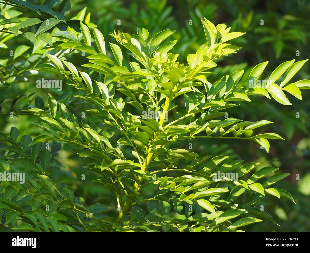 Chinese Wingleaf Prickly Ash (Zanthoxylum avicennae) Plantae Stock ...