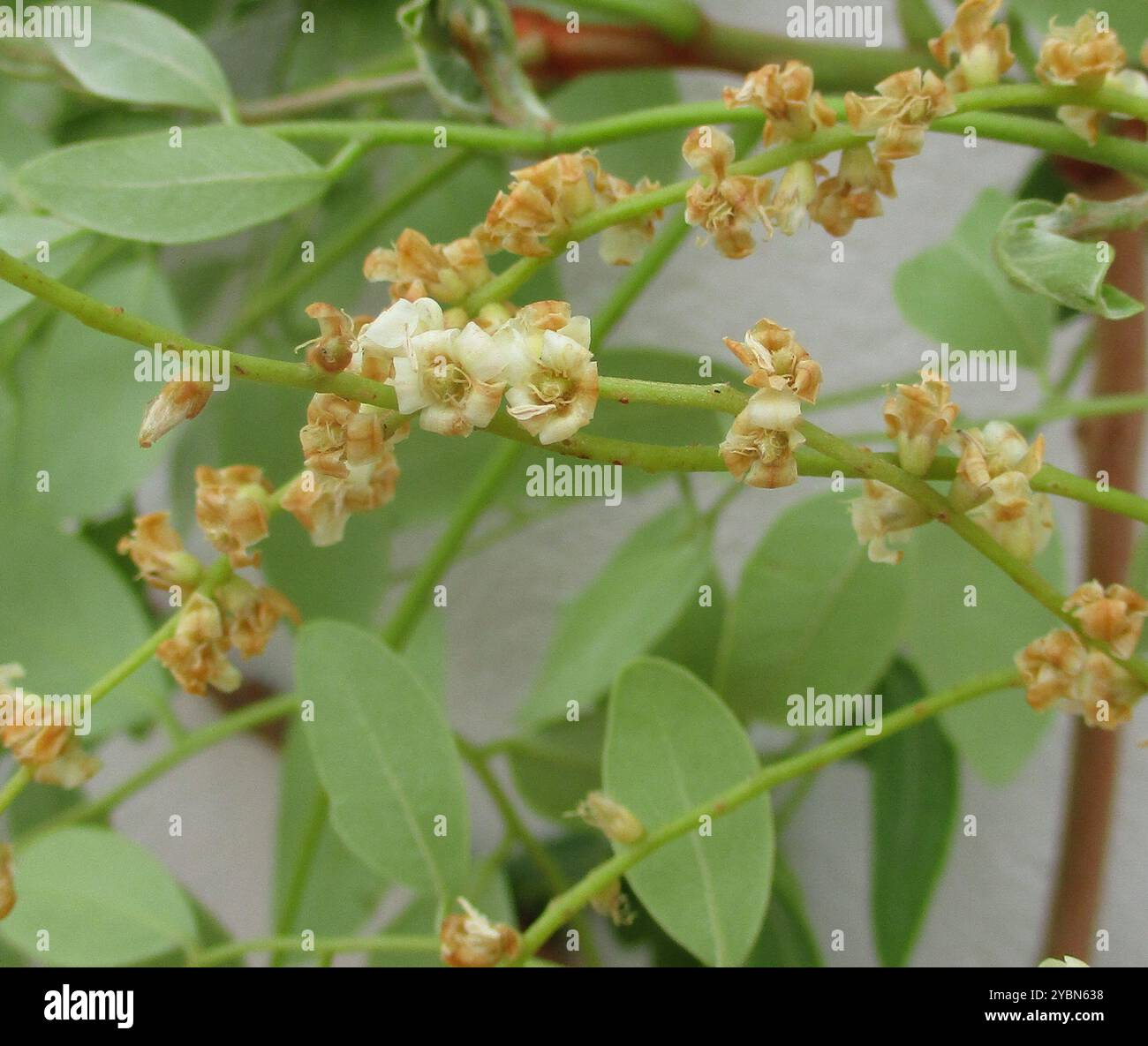 wild syringa (Burkea africana) Plantae Stock Photo - Alamy