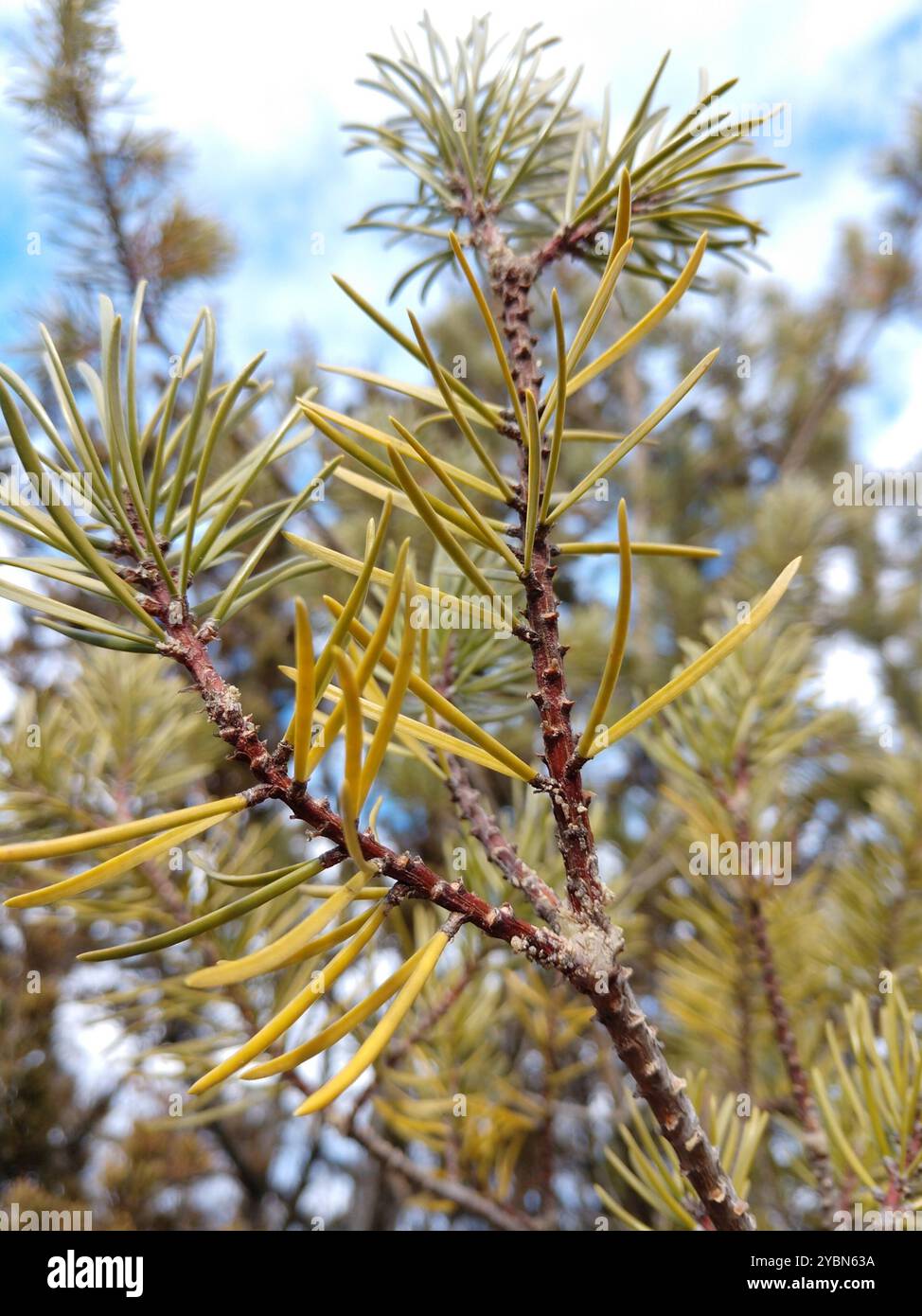 Jack pine (Pinus banksiana) Plantae Stock Photo - Alamy