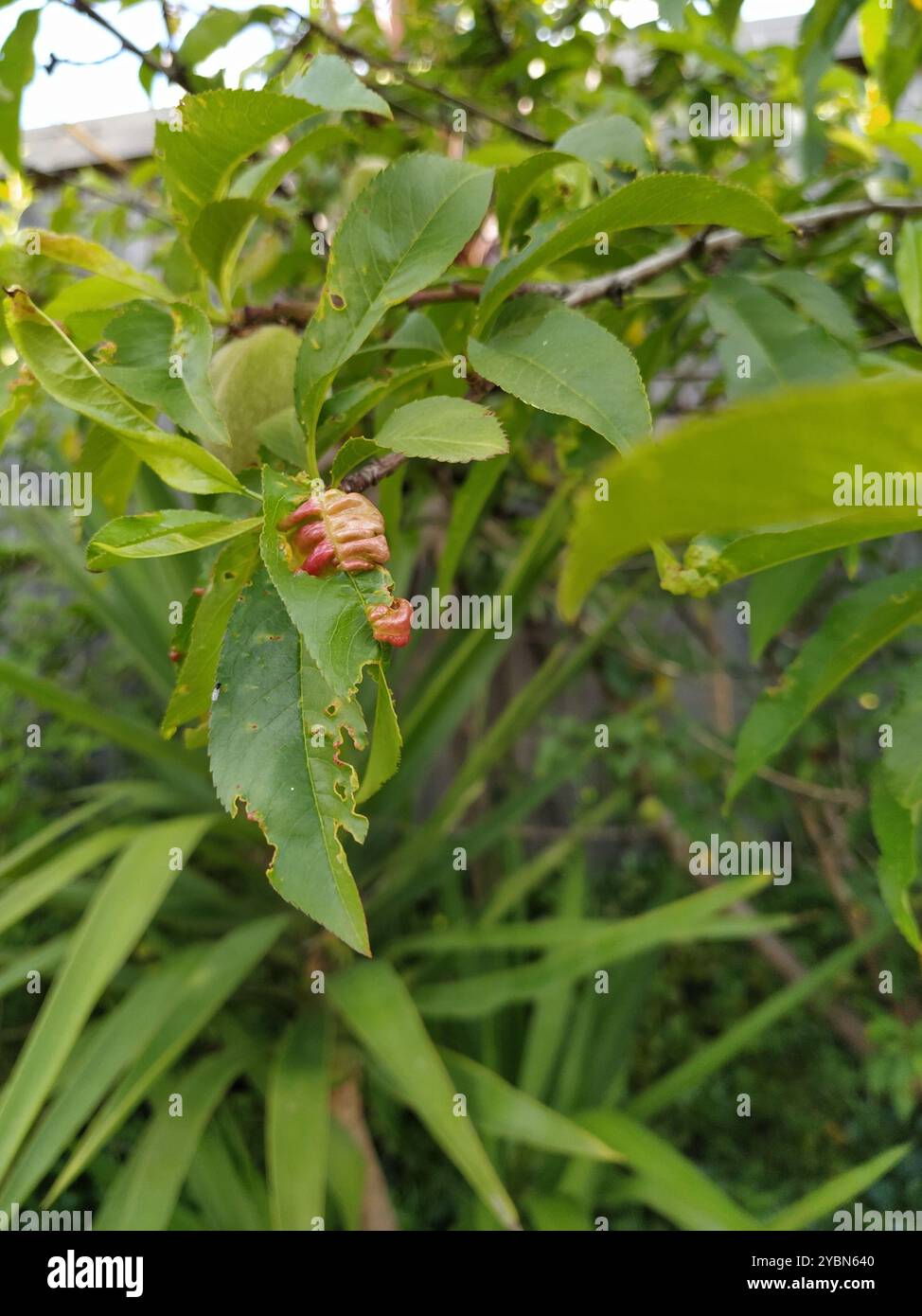 Peach Leaf Curl (Taphrina deformans) Fungi Stock Photo - Alamy
